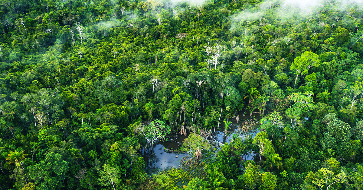 Green Gold Forestry: de la industria maderera a la conservación de los ...